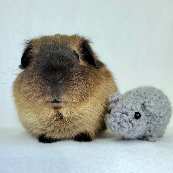 Stuffed Guinea Pig - Etsy