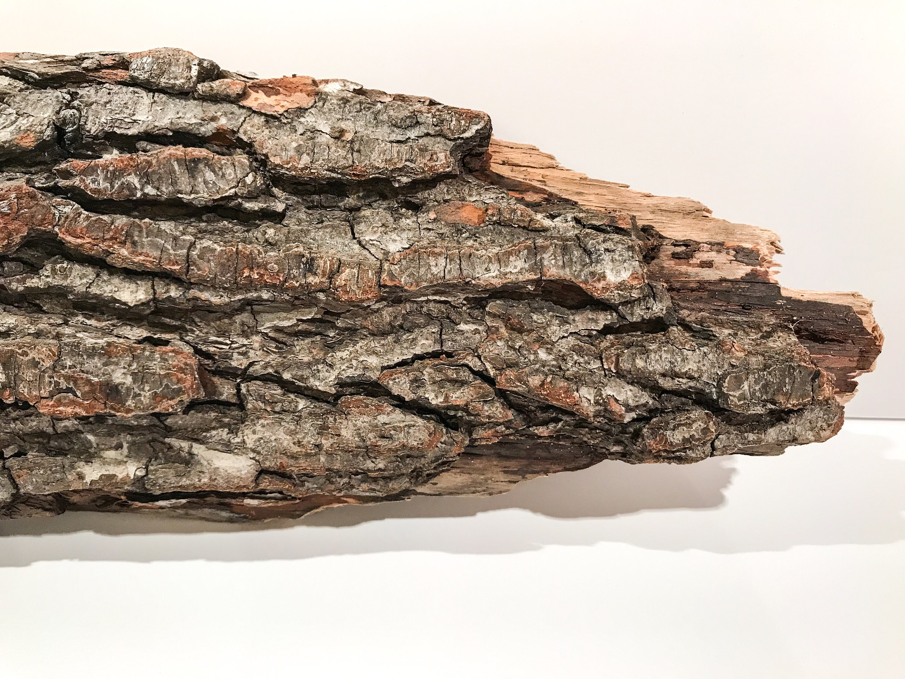 Holzrinde Treibholz Stück Rinde Stück große Treibholz | Etsy