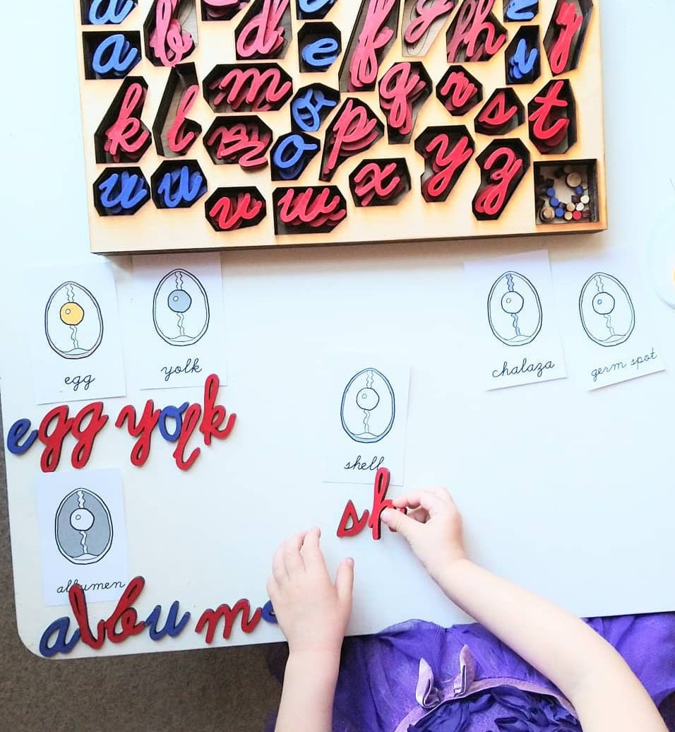 Anatomy of an Egg, 3 Part Cards, Cursive, Montessori Animal Study - Etsy