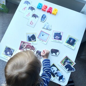 Bears of the World, 3 Part Cards, Bear Species Study, Montessori Animal ...