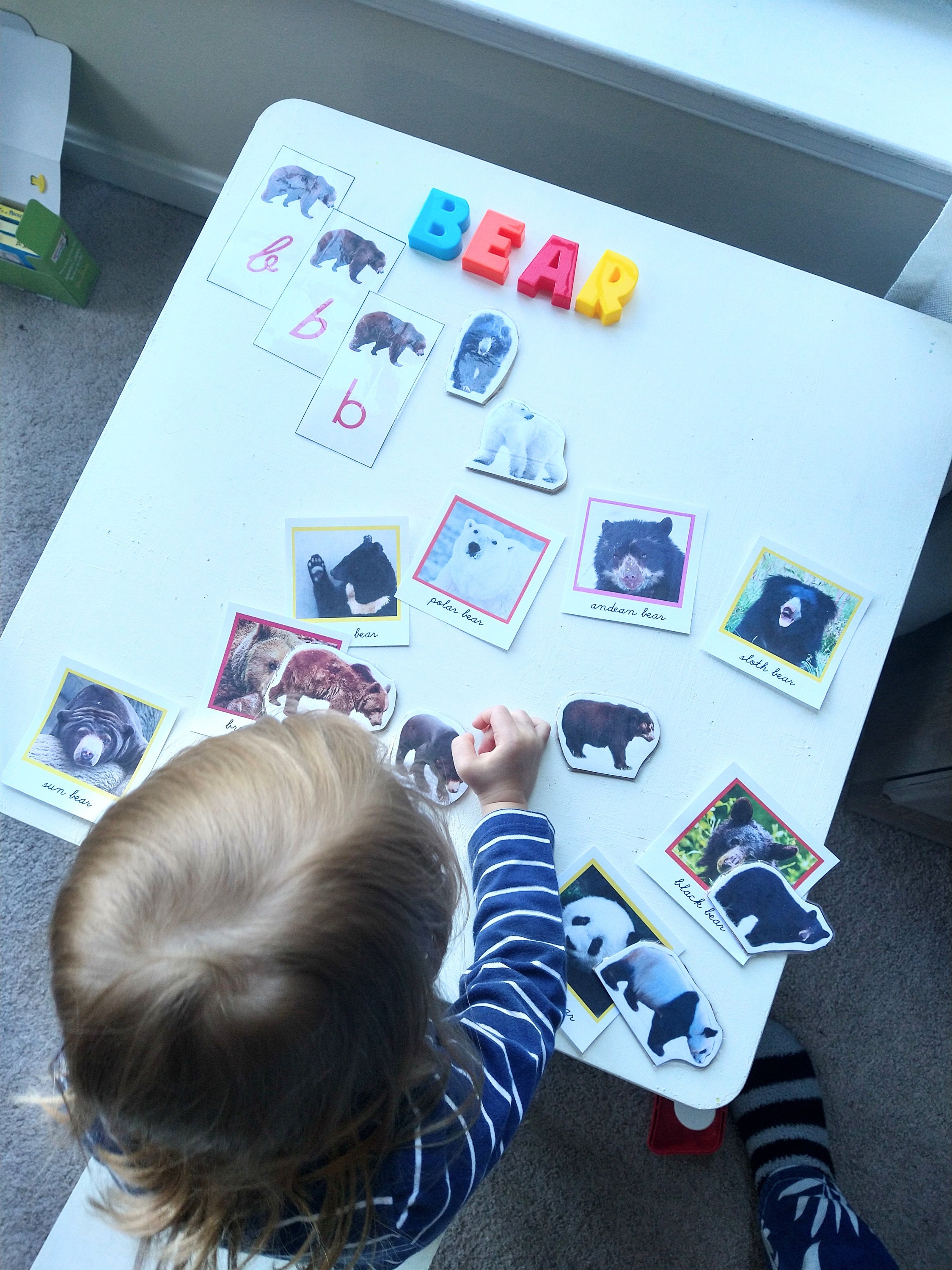 Bears of the World, 3 Part Cards, Bear Species Study, Montessori Animal ...