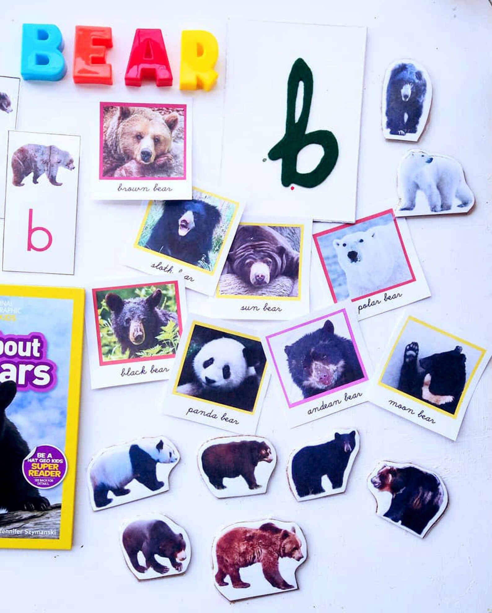 Bears of the World, 3 Part Cards, Bear Species Study, Montessori Animal ...