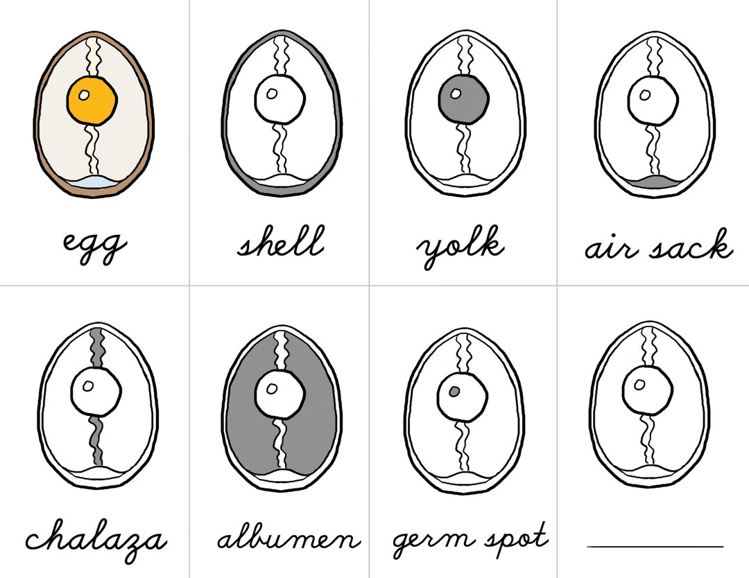 Anatomy of an Egg, 3 Part Cards, Cursive, Montessori Animal Study - Etsy