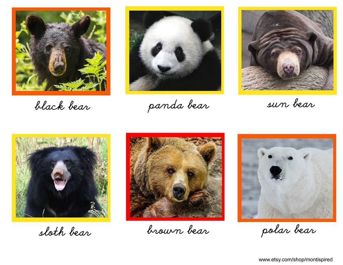 Bears of the World, 3 Part Cards, Bear Species Study, Montessori Animal ...