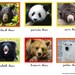 Bears of the World, 3 Part Cards, Bear Species Study, Montessori Animal ...