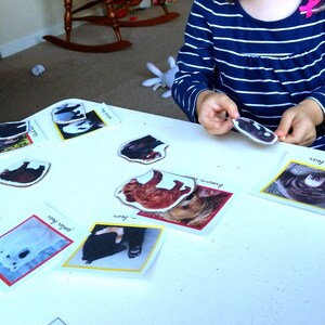 Bears of the World, 3 Part Cards, Bear Species Study, Montessori Animal ...