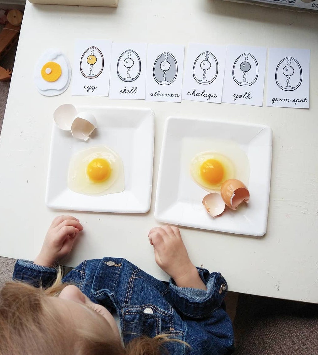 Anatomy of an Egg, 3 Part Cards, Cursive, Montessori Animal Study - Etsy