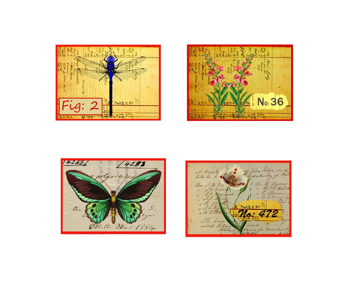 SPECIMEN SLIDE PRINTABLE Cards Vintage Museum Style for Junk Journals ...