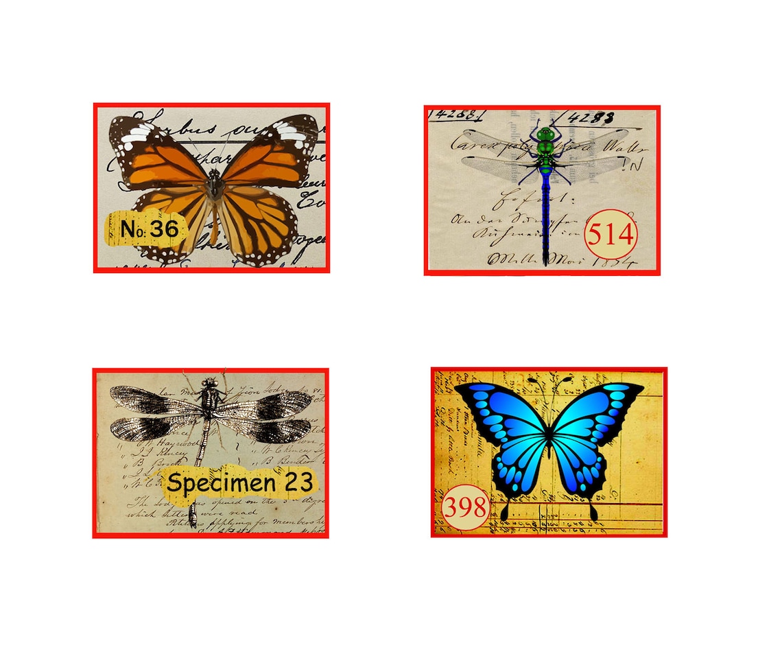 SPECIMEN SLIDE PRINTABLE Cards Vintage Museum Style for Junk Journals ...