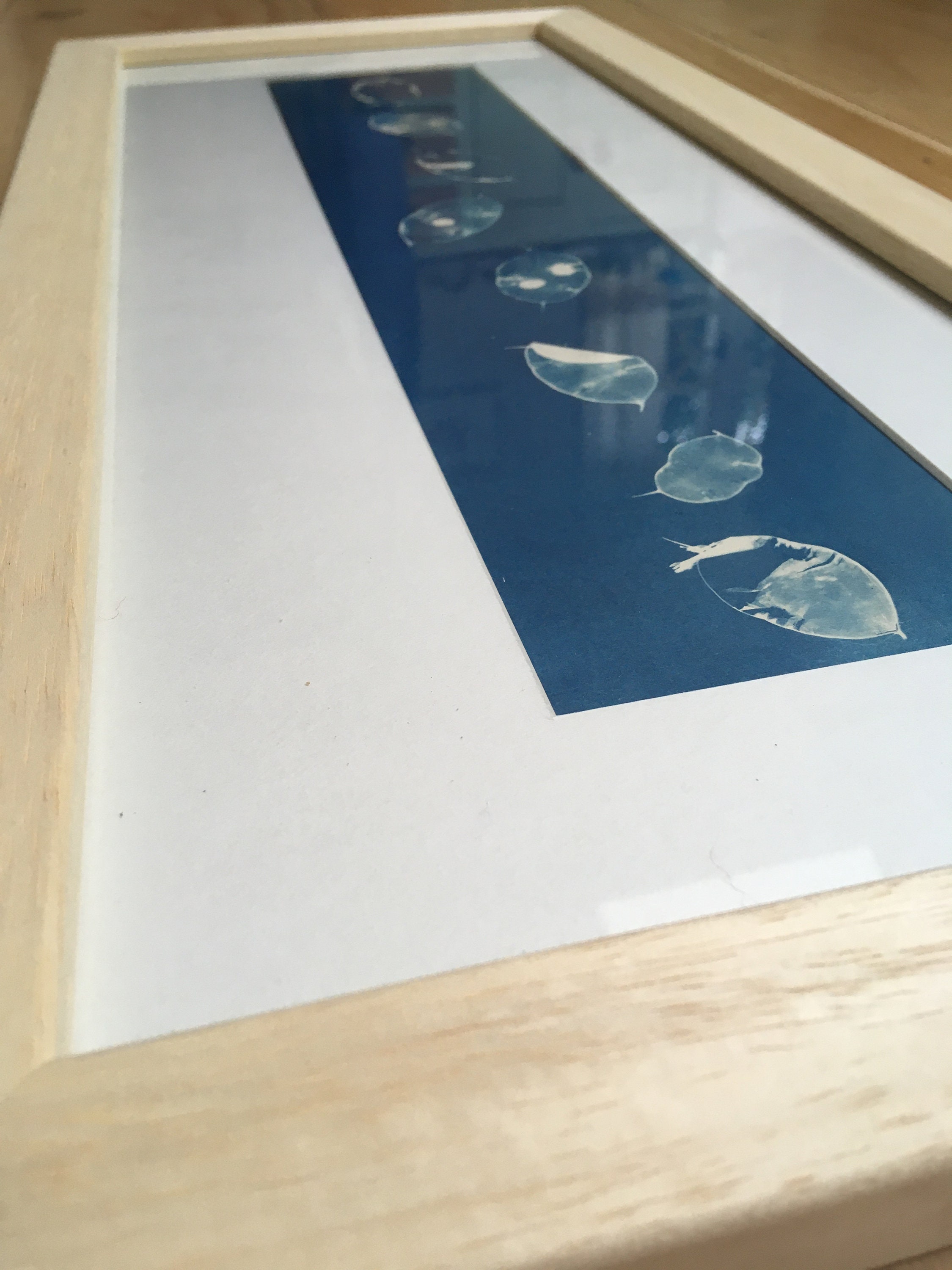 Honesty Pods Cyanotype Copy - Etsy