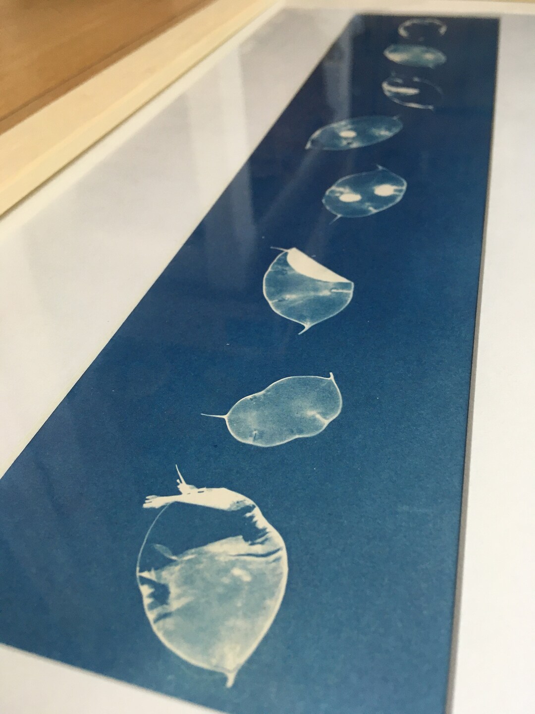 Honesty Pods Cyanotype Copy - Etsy