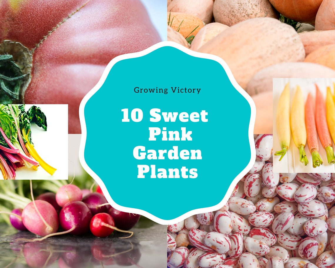 Pink Heirloom Garden Seed Box Perfect Gift for Pink Lover, DIY Garden ...