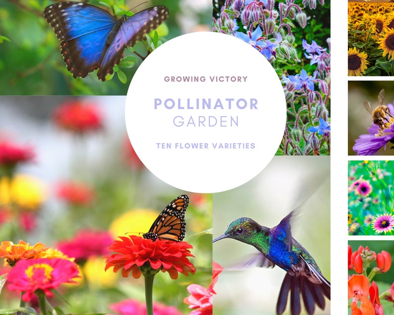 Pollinator Seed Box Gift Set, Help the Butterflies, Bees, and ...