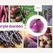Purple Garden Seed Box Perfect Gift for Purple Lover - 10 Seed ...