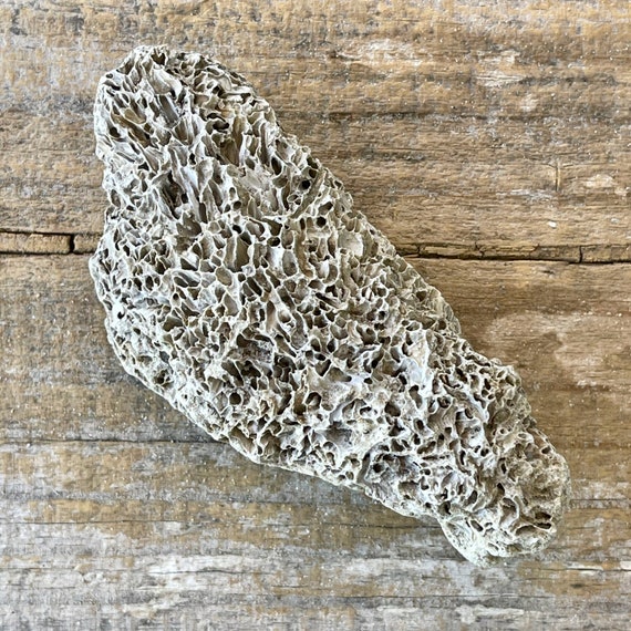 Worm Stone Fossilized Wormstone Beach Stones & Rocks Rare | Etsy