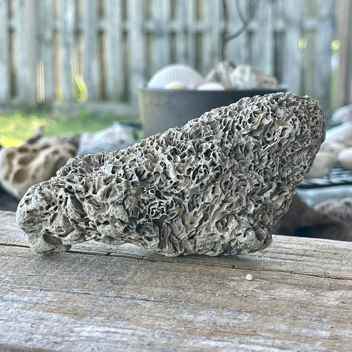 Worm Stone Fossilized Wormstone Beach Stones & Rocks Rare | Etsy