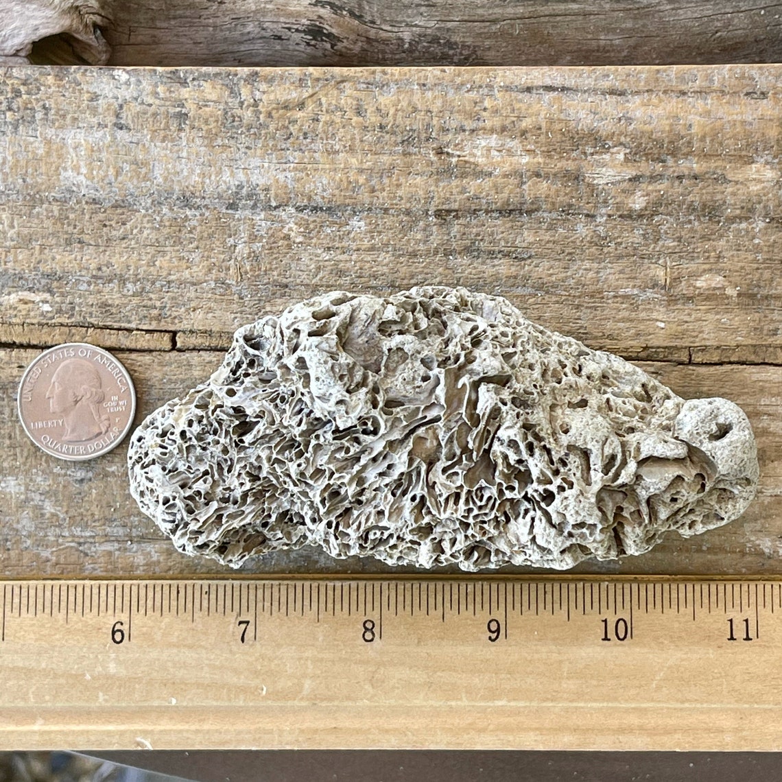 Worm Stone Fossilized Wormstone Beach Stones & Rocks Rare - Etsy