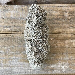 Worm Stone Fossilized Wormstone Beach Stones & Rocks Rare - Etsy
