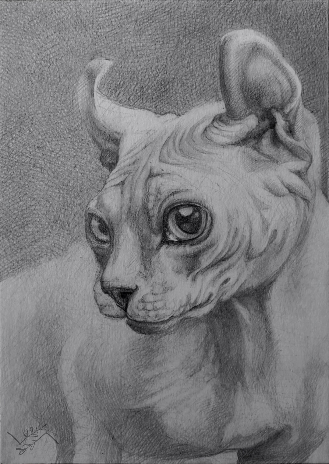 Original Graphite Pencil Drawing. Expressive Portrait of a Sphynx Cat ...
