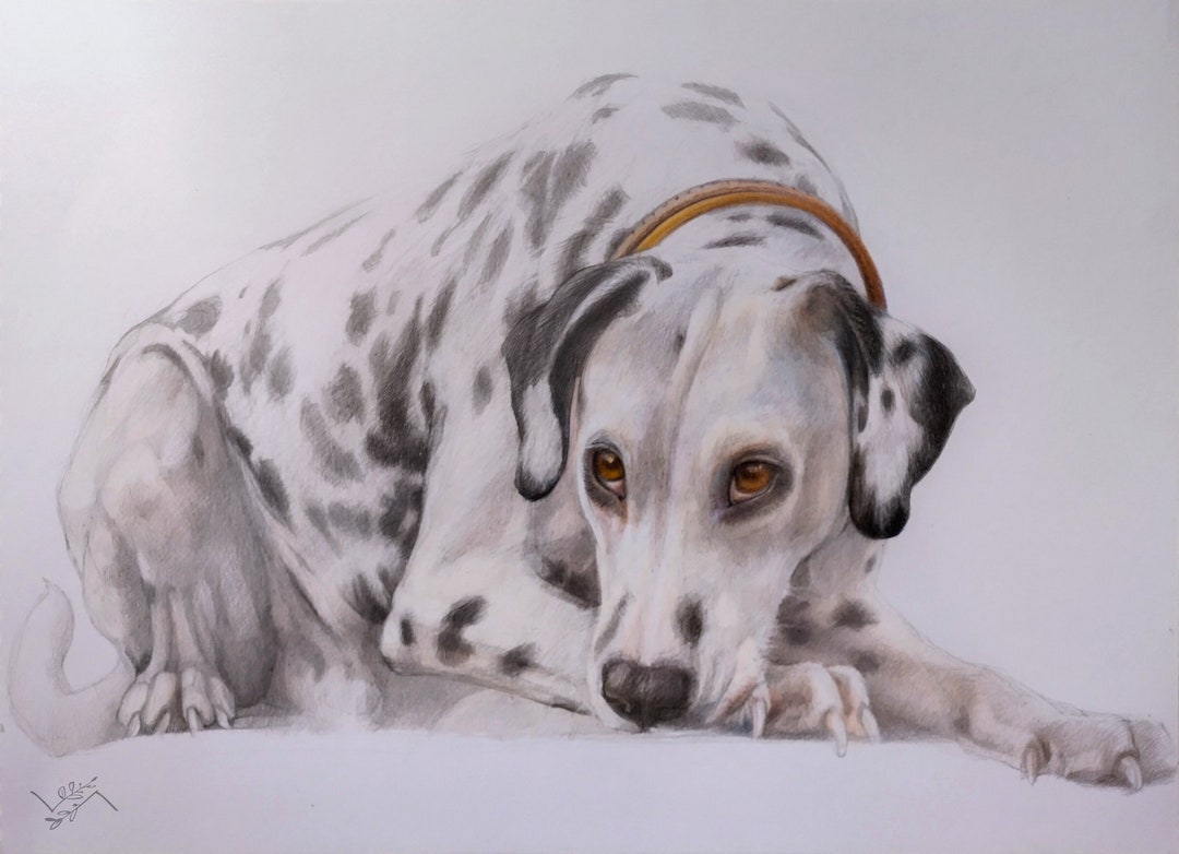 Original Pencil Drawing Dalmatian. Coloured Pencil Pet Portrait. Hand ...