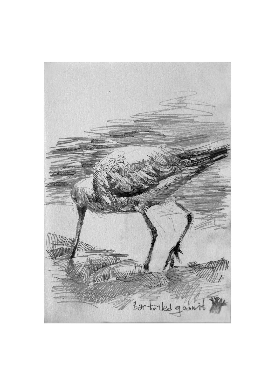 Graphic Drawing 'bar-tailed Godwit'. Original Artwork Made by Hand. - Etsy