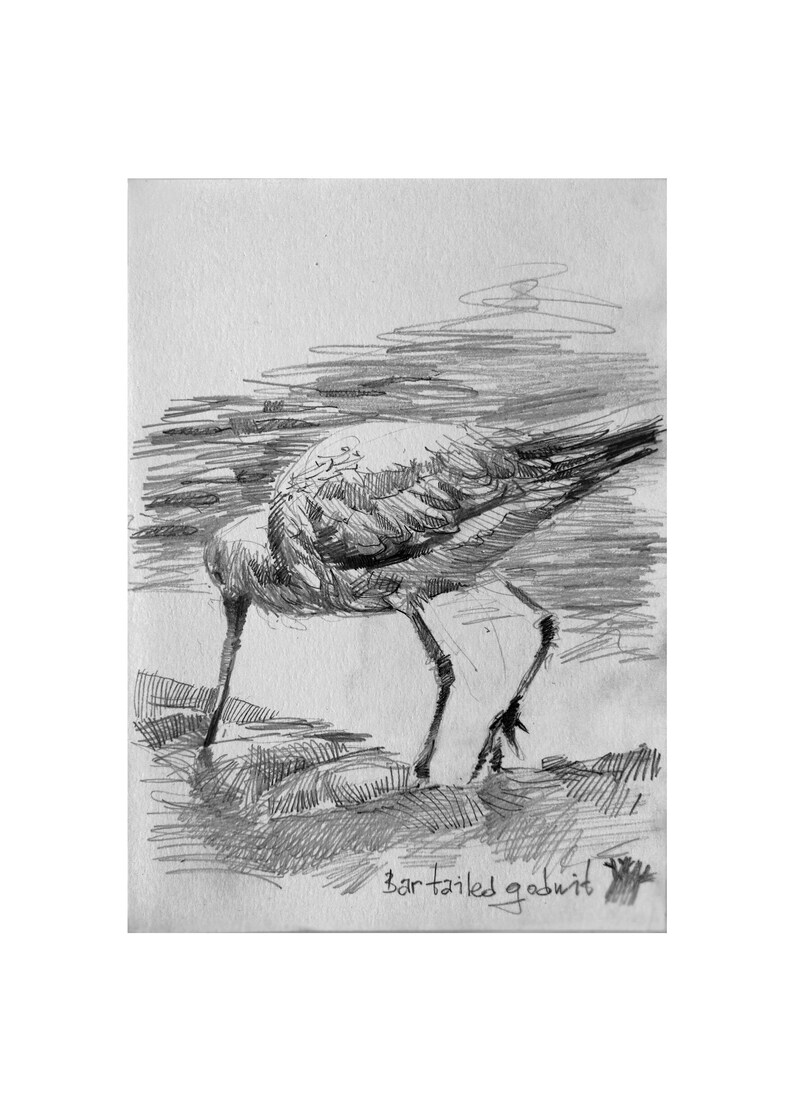 Graphic Drawing 'bar-tailed Godwit'. Original Artwork Made by Hand. - Etsy