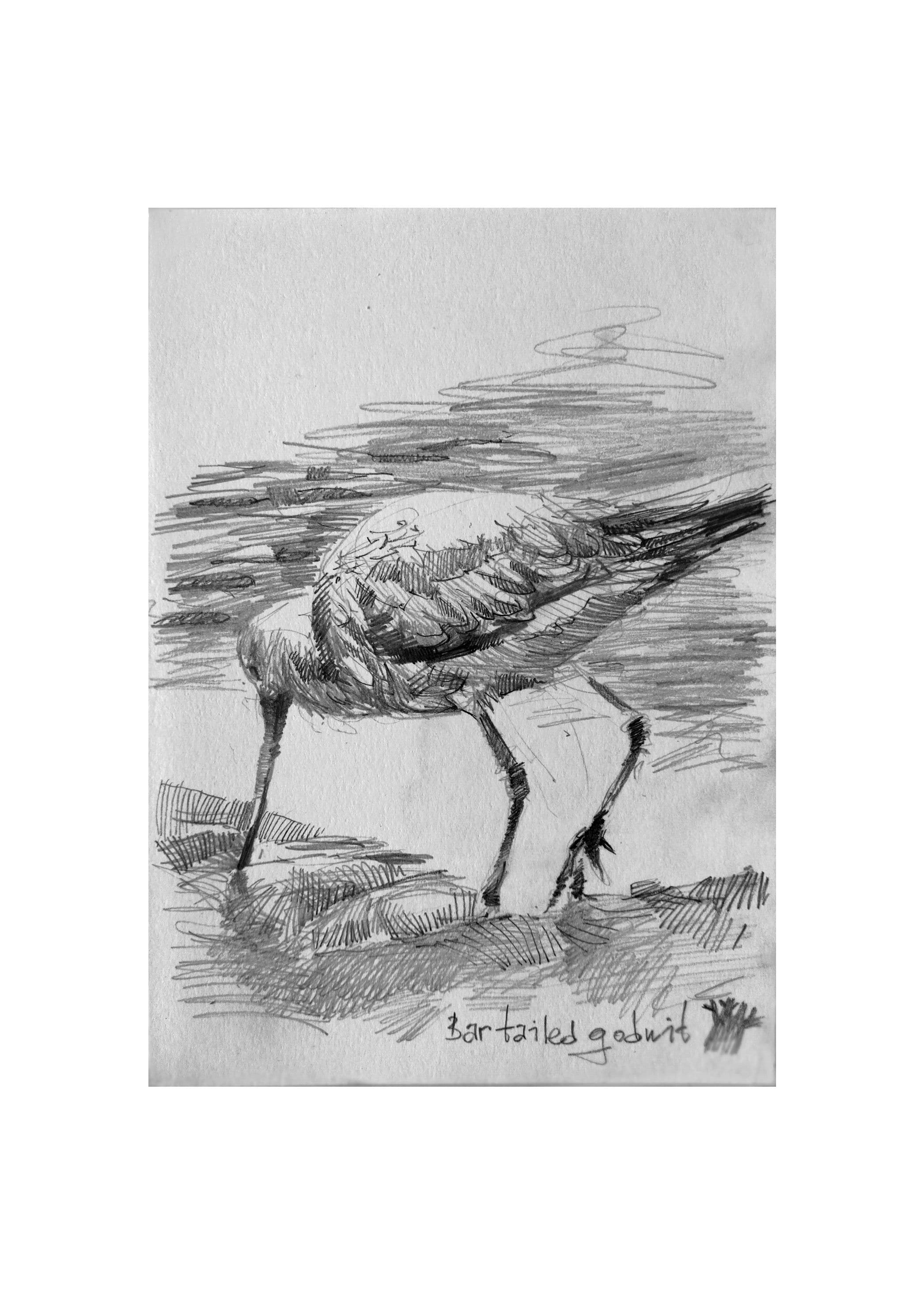 Graphic Drawing 'bar-tailed Godwit'. Original Artwork Made by Hand. - Etsy