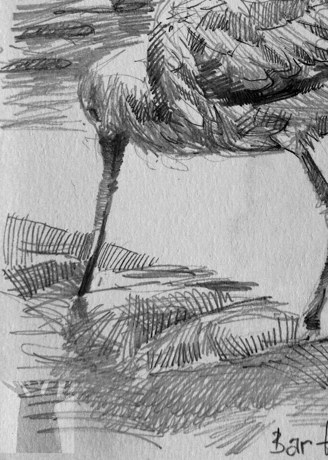 Graphic Drawing 'bar-tailed Godwit'. Original Artwork Made by Hand. - Etsy