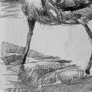 Graphic Drawing 'bar-tailed Godwit'. Original Artwork Made by Hand. - Etsy
