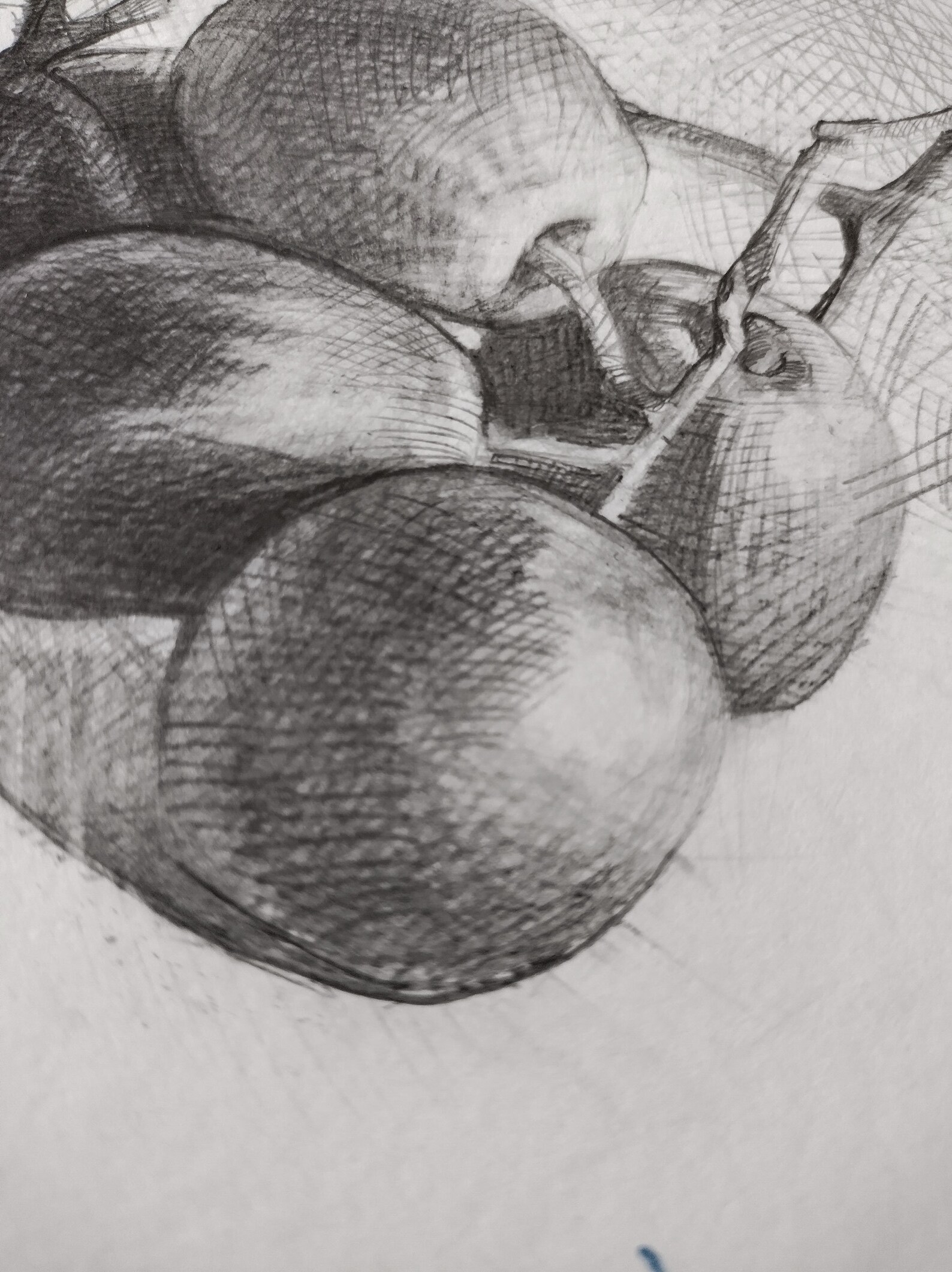 Graphic Drawing 'grape'. Original Artwork Made by Hand. Graphite Pencil ...