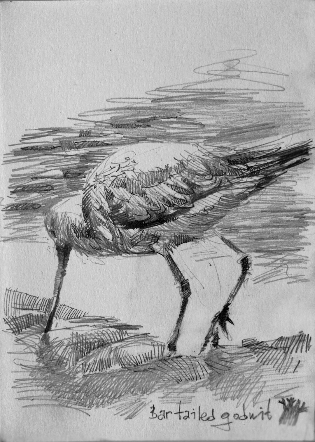 Graphic Drawing 'bar-tailed Godwit'. Original Artwork Made by Hand. - Etsy