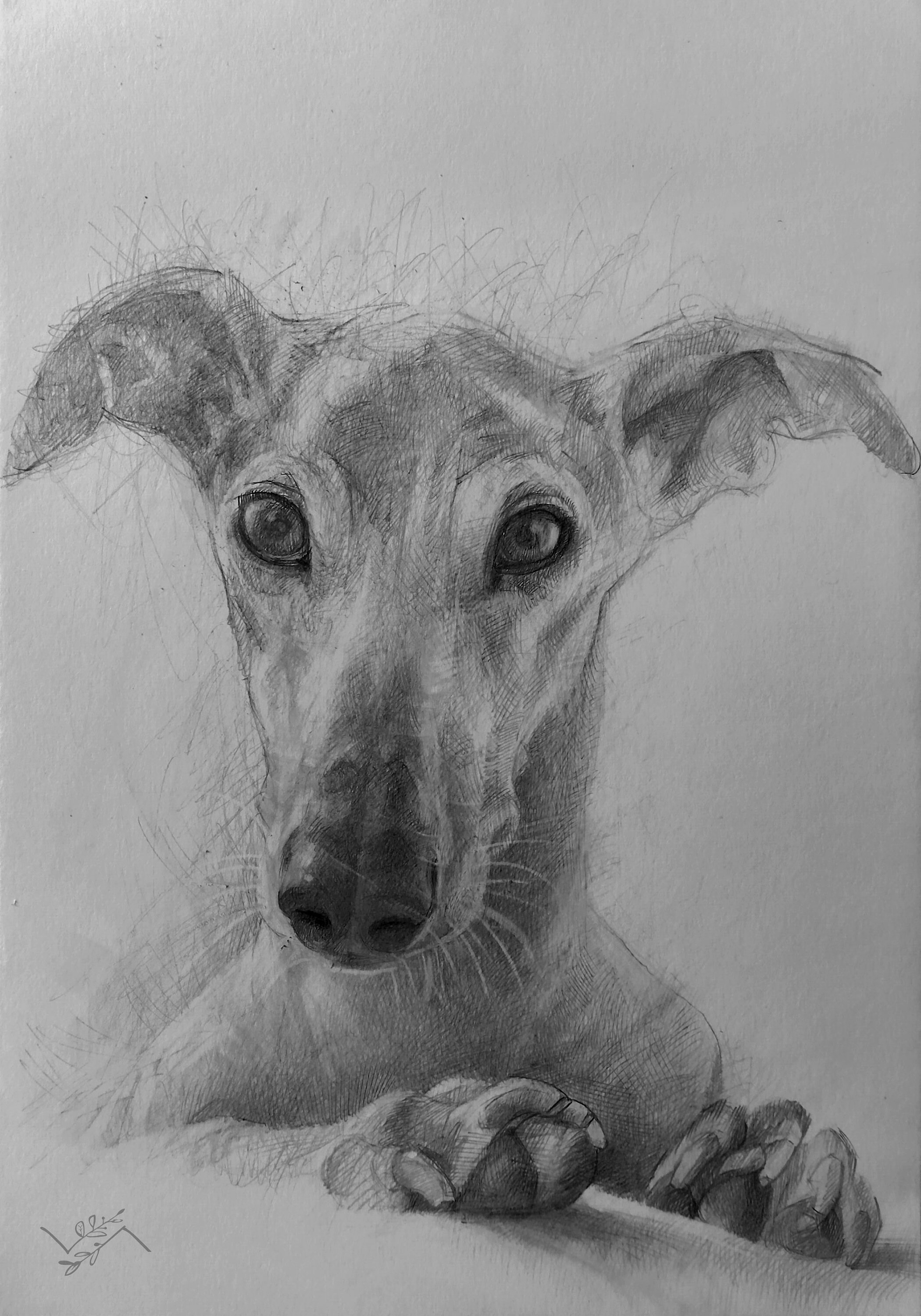Sweety Dog Portrait. Original Graphite Pencil Drawing. - Etsy