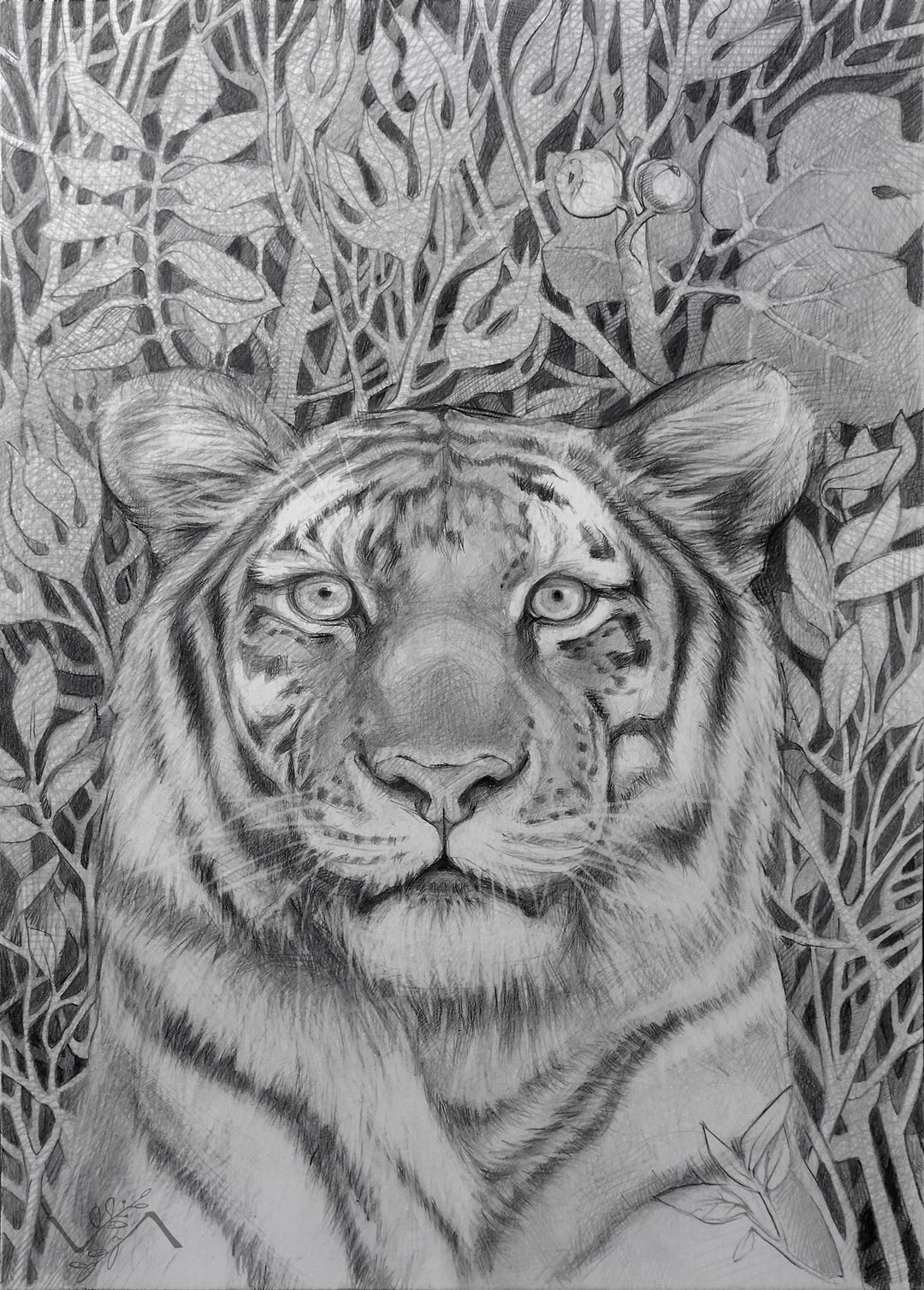 Original Graphite Pencil Tiger Drawing. - Etsy