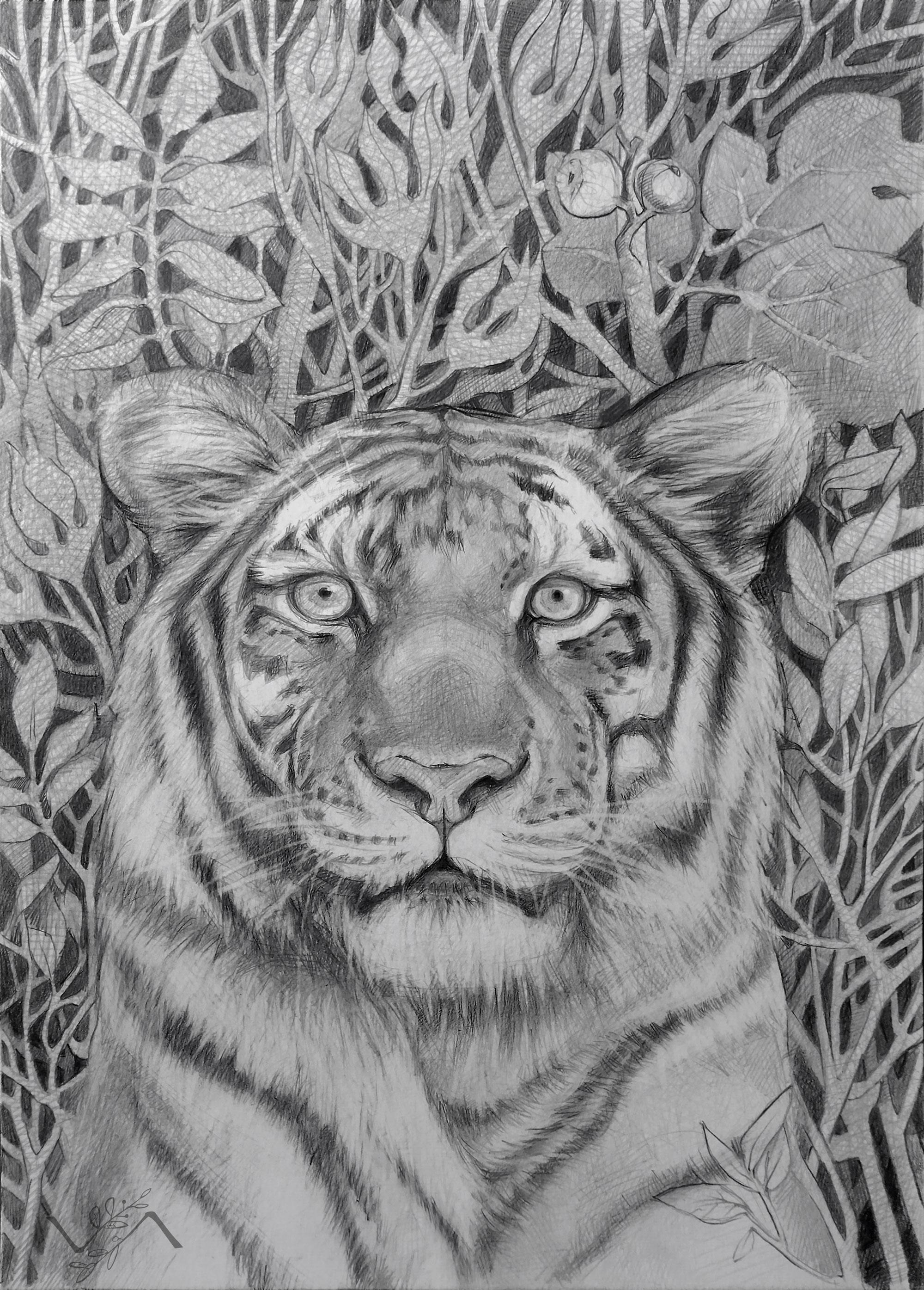 Original Graphite Pencil Tiger Drawing. - Etsy