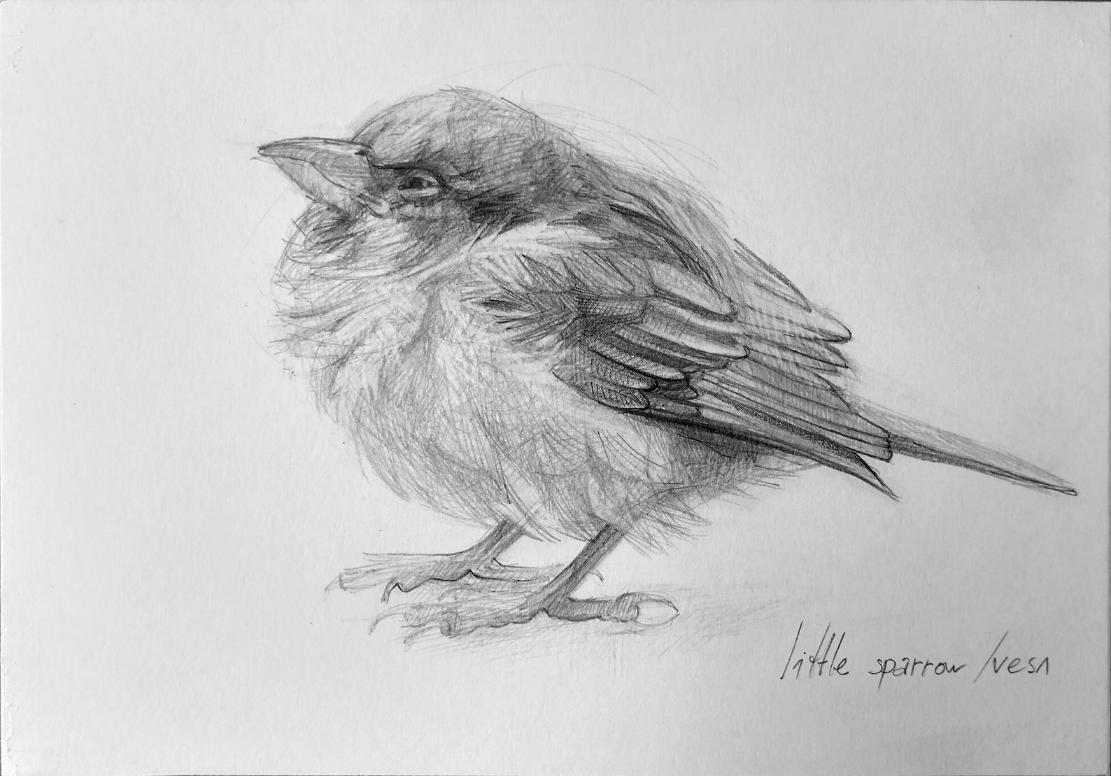Little Sparrow. an Original Graphite Pencil Drawing of a Sleeping ...