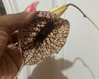 Duck Flower Detox Flor De Pato Dr Sebi Approved Alkaline Herbal Cleanse ...