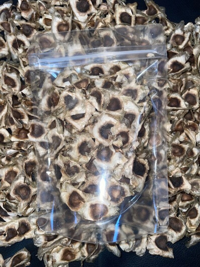 Fresh Jamaican Moringa Seeds organically Grown Wildcrafted, Handpicked ...