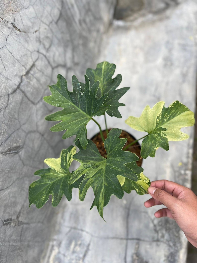 Philodendron Thaumatophyllum Java Beauty Variegated Free - Etsy