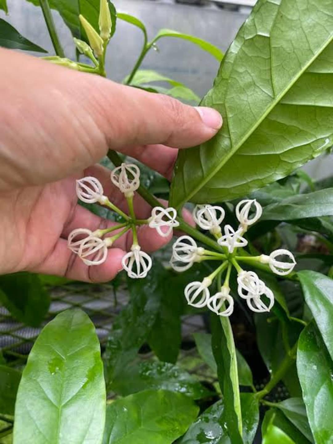 Hoya Decipulae House Plant Aroid Live Plants | Dhl Express Free ...