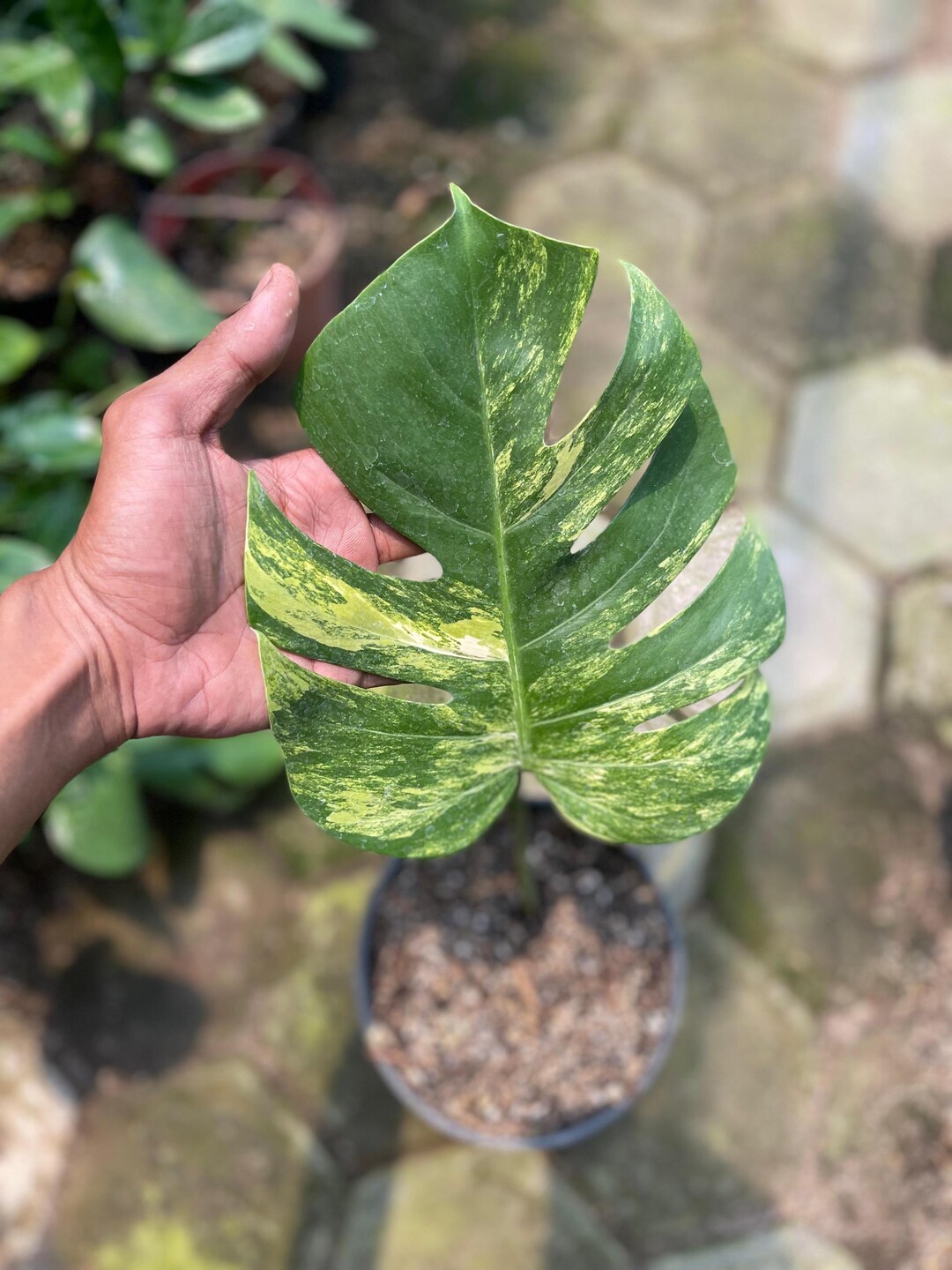 Monstera Marmorata Variegated With 1 Leafe Free Phythosanitary ...