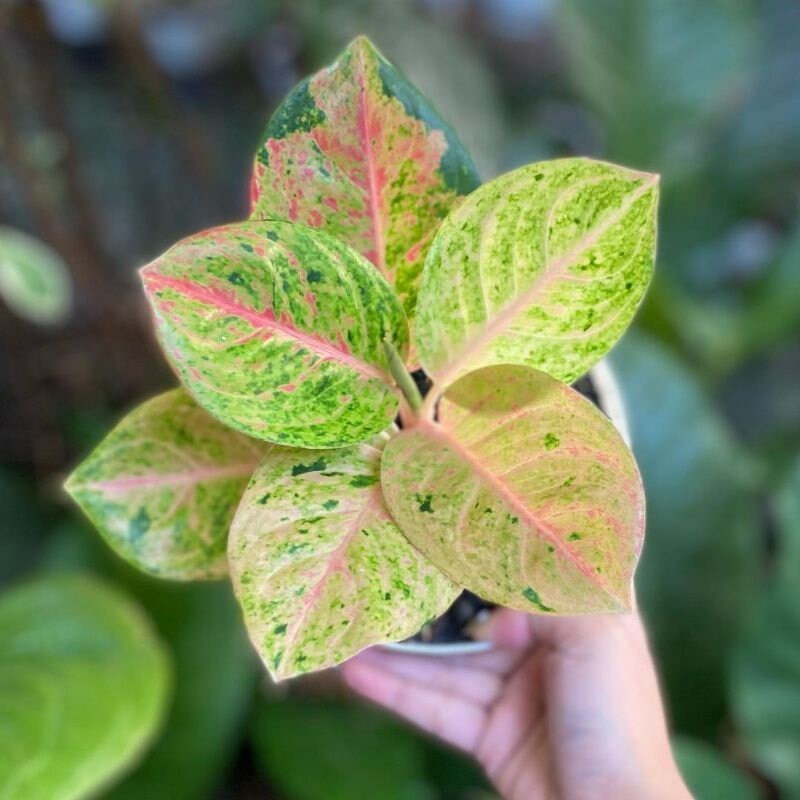 Rare Aglaonema Obama Emerald Rainbow Variegated Pink Live Plants | Free ...