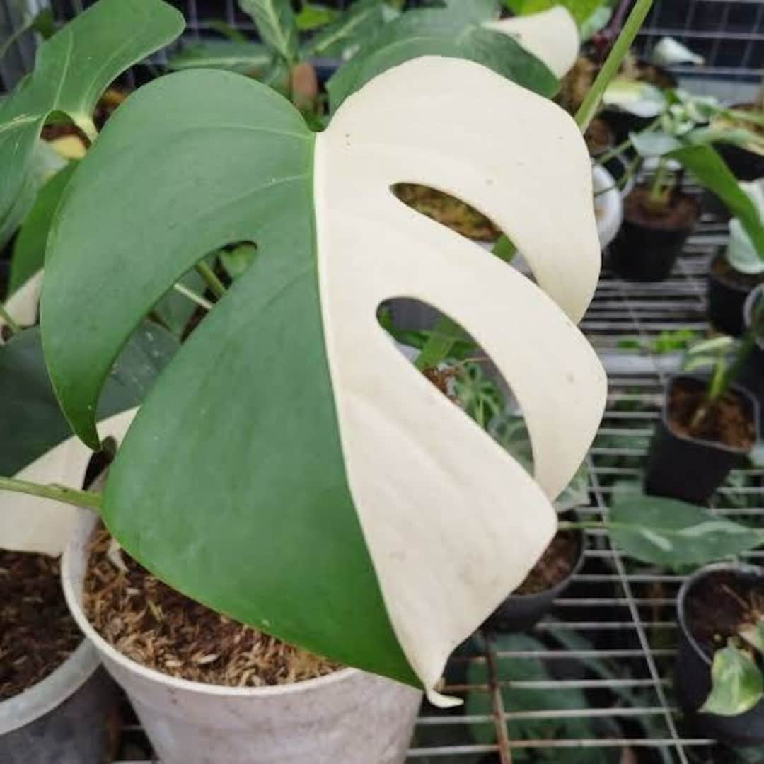 Monstera Albo Halfmoon Variegated With 1 Leafe | Free Phythosanitary ...