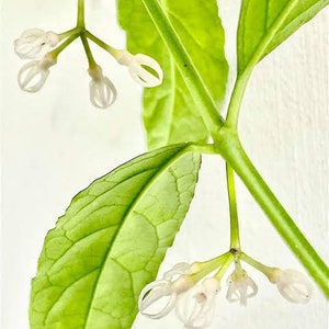 Hoya Decipulae House Plant Aroid Live Plants | Dhl Express Free ...