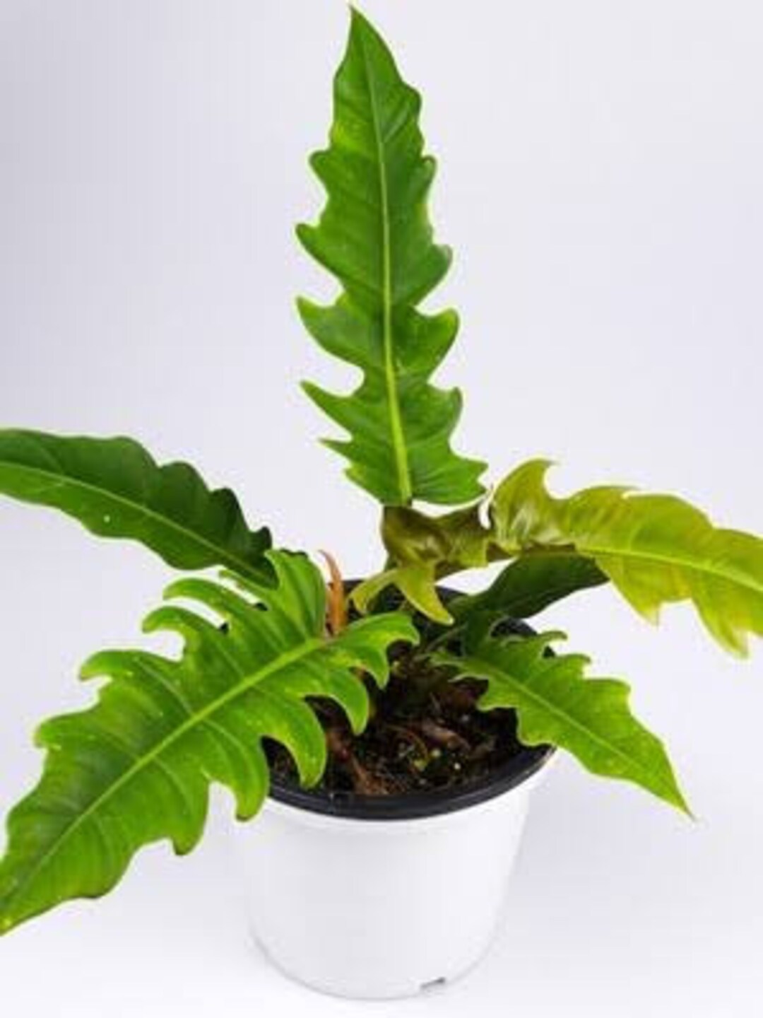 Rare Philodendron Caramel Pluto Live Plants Free Phythosanitary ...