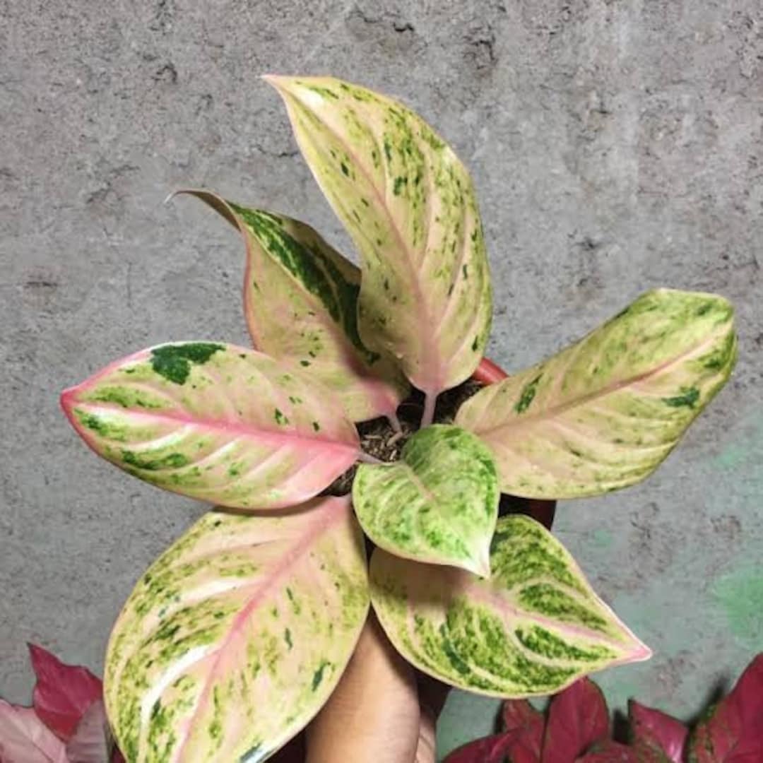 Rare Aglaonema Obama Emerald Rainbow Variegated Pink Live Plants | Free ...