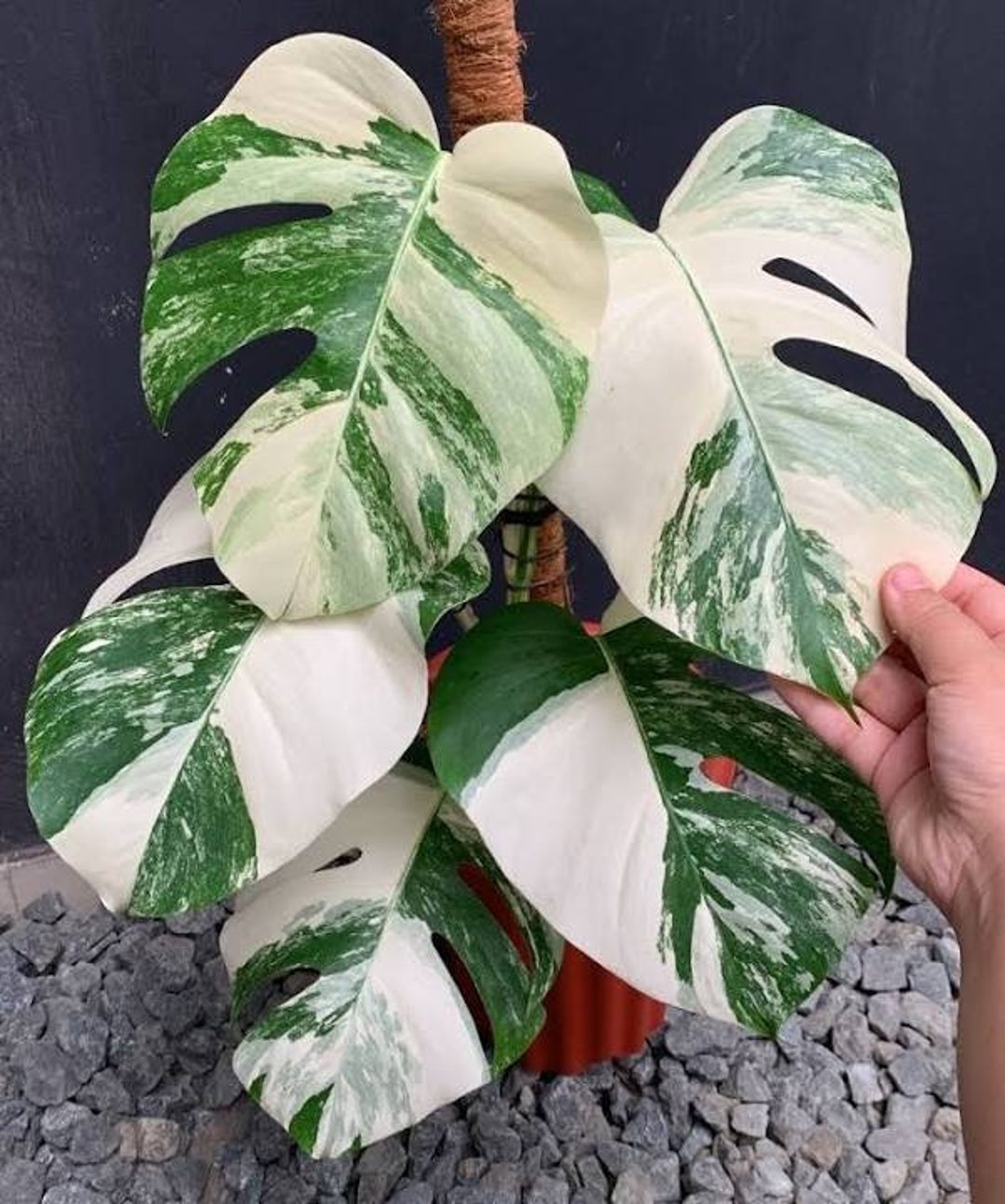 Monstera Variegated Live Plants With 1 Leafe | Free Phythosanitary ...
