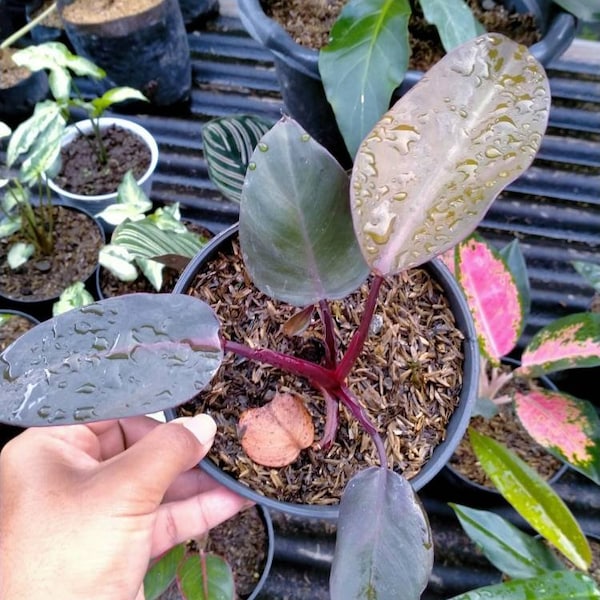 Philodendron Royal Queen - Etsy