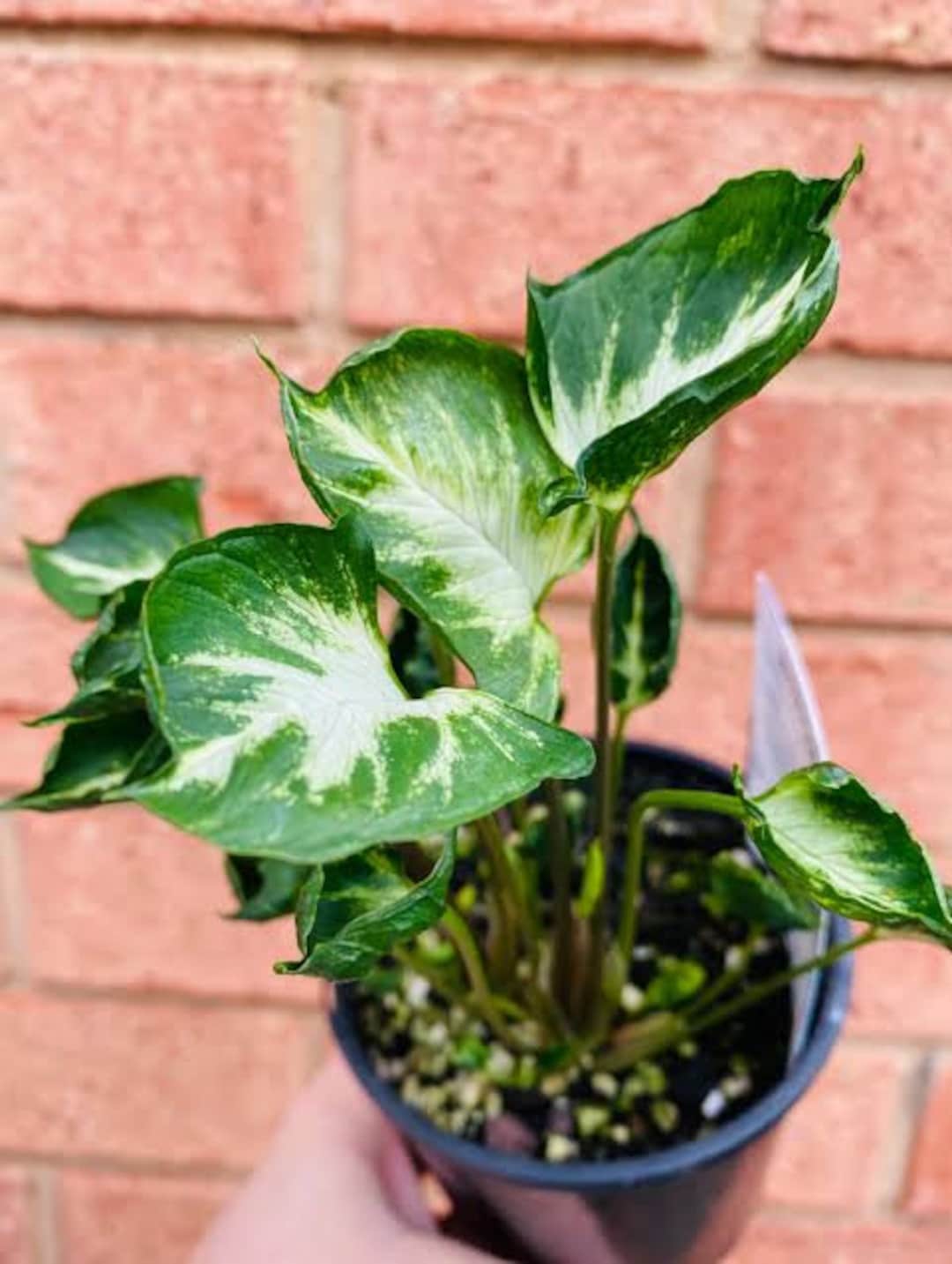 Syngonium Godzilla | Free Phythosanitary Certificate - Etsy