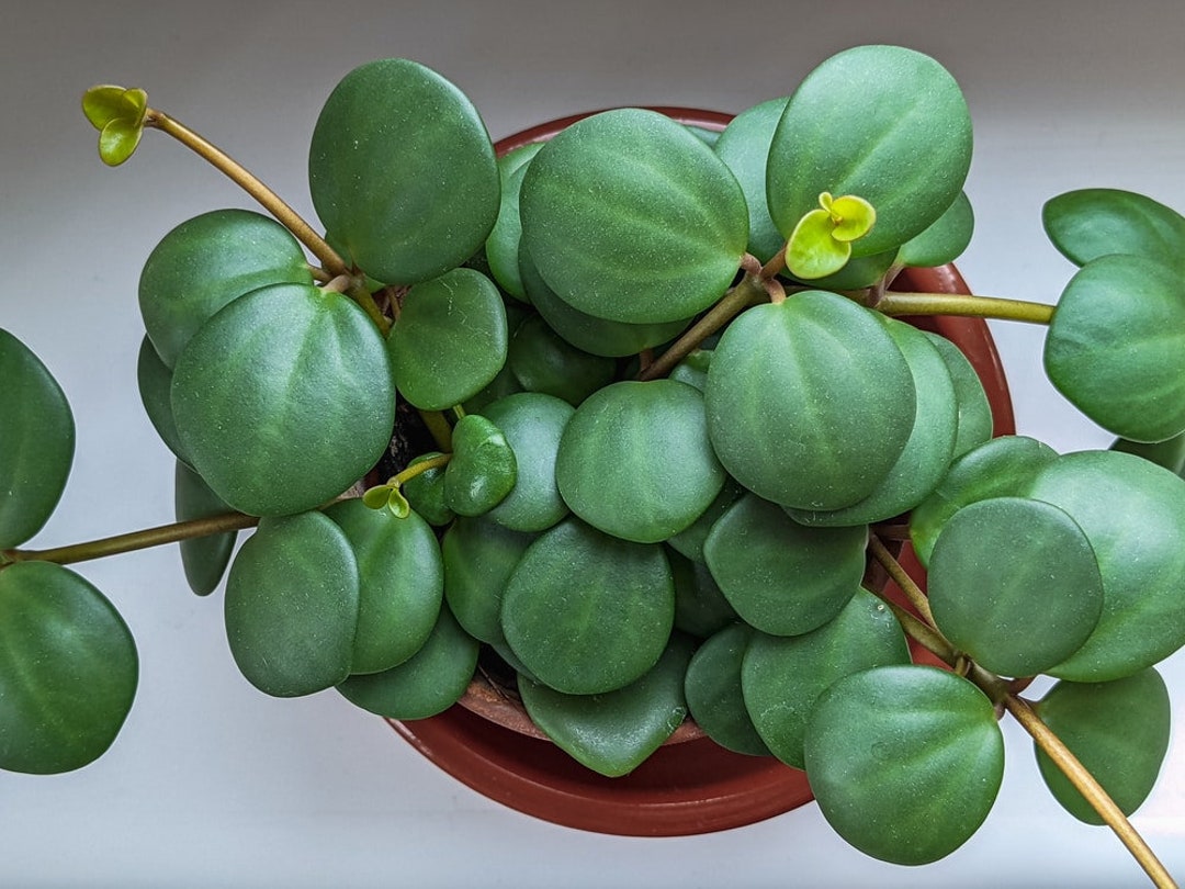 Peperomia Deppeana Quadrifolia hope - Etsy