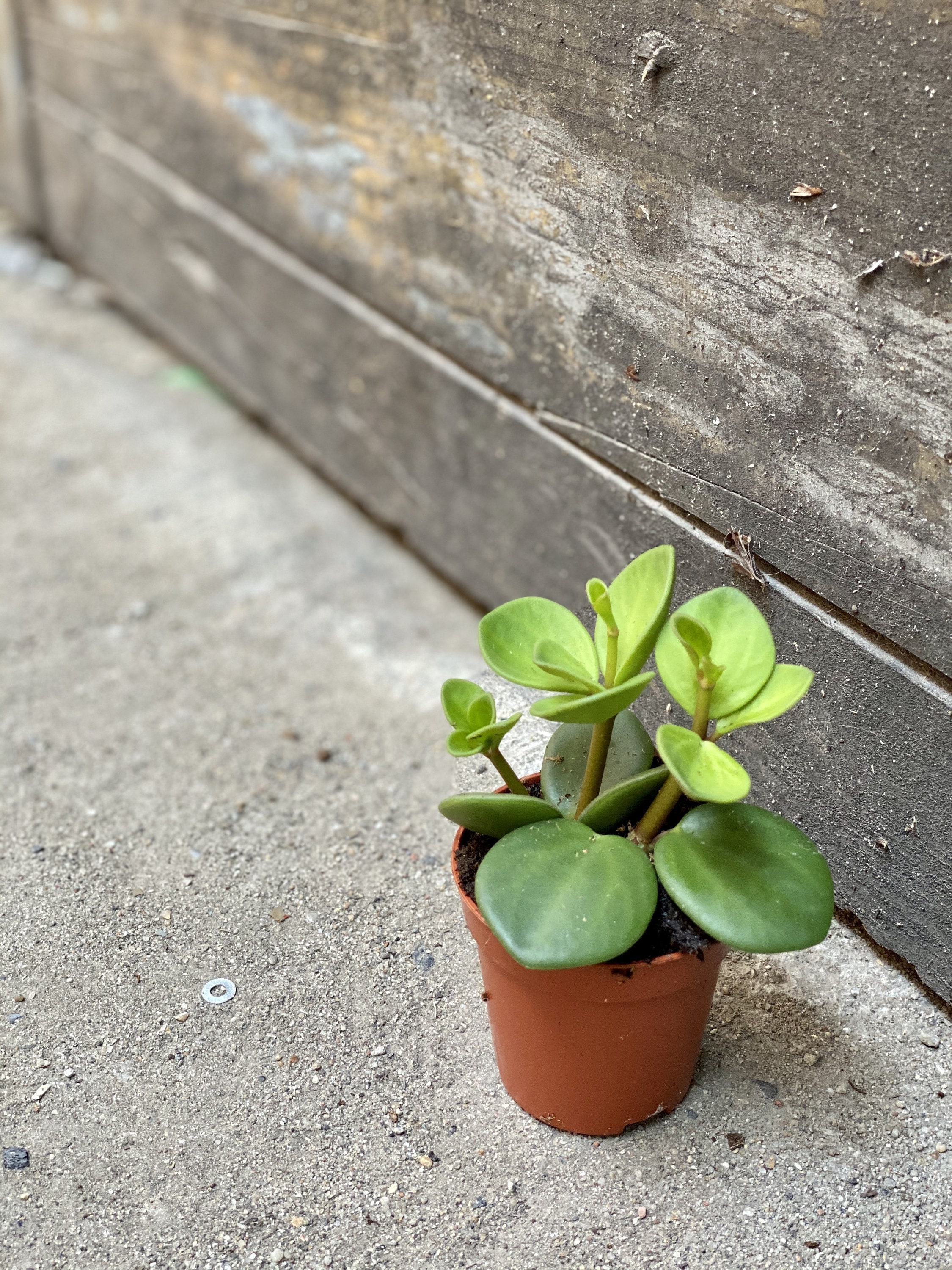 Peperomia Deppeana Quadrifolia hope - Etsy
